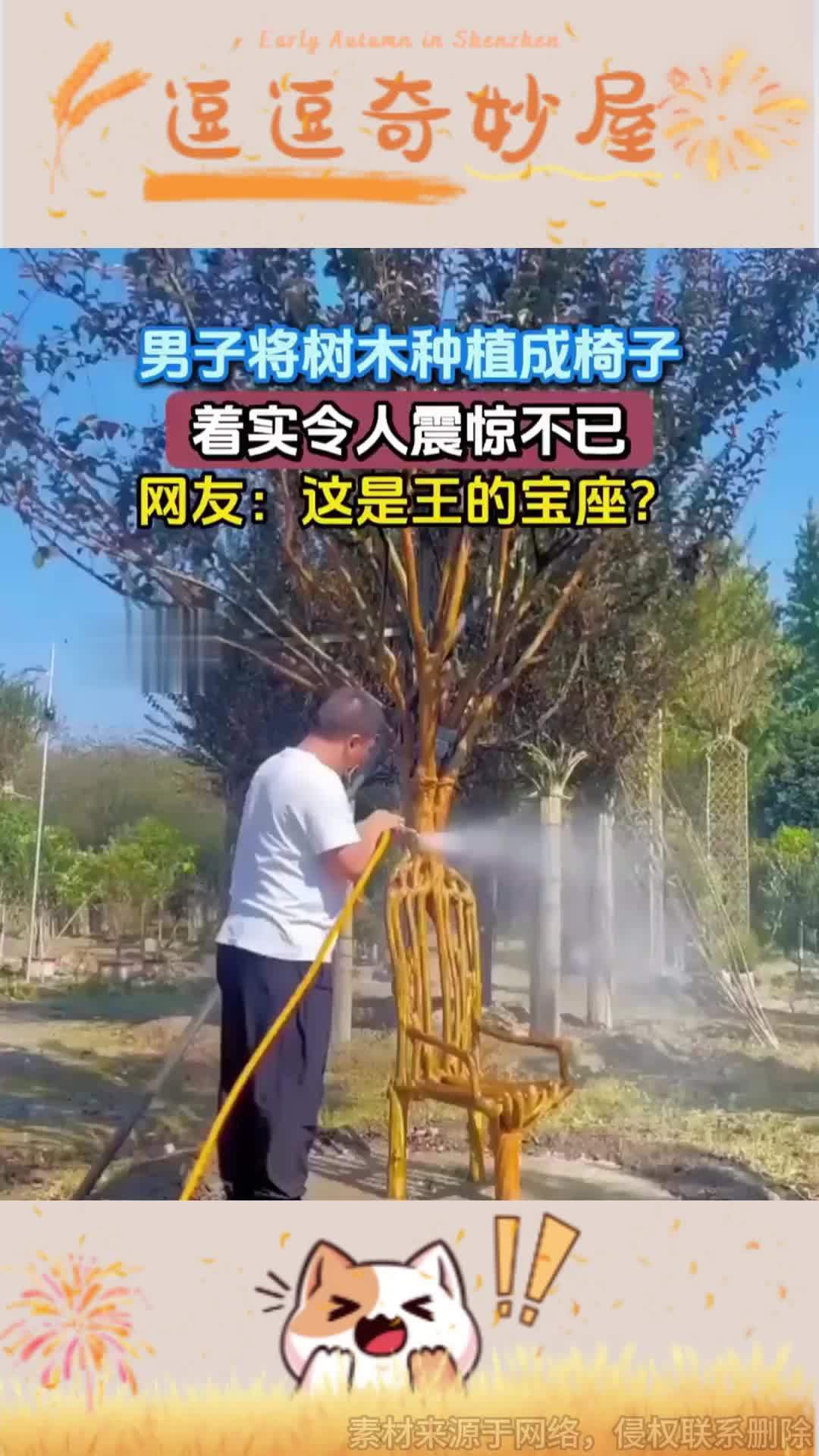 男子将树木种植成椅子,着实令人震惊不已,这是王的宝座!