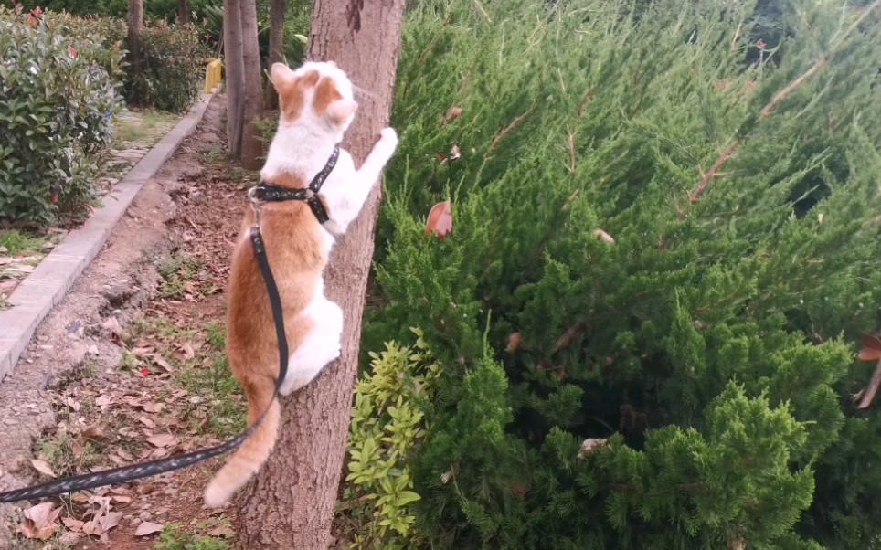 猫咪:树上的鸟儿唱歌真好听,我要不要上树去跟它打声招呼呢