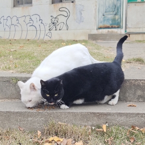 拭去蒙娜丽莎的眼泪 