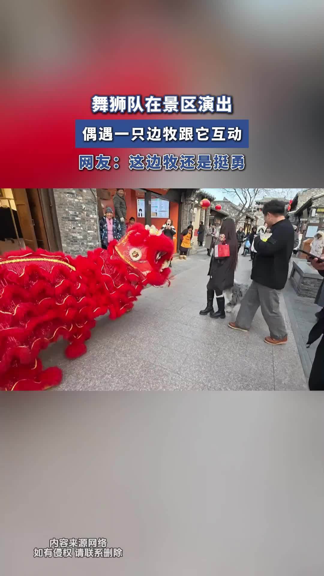 舞狮队在景区演出,偶遇一只边牧跟它互动。