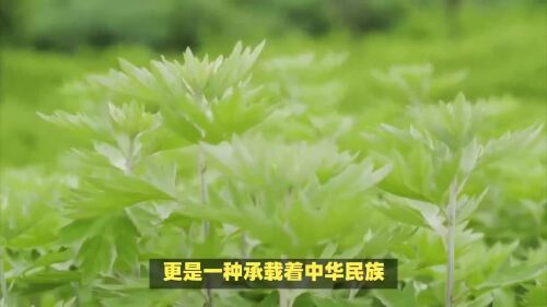 你知道吗?睡前枕头下放几片艾叶,或能收获这4大好处