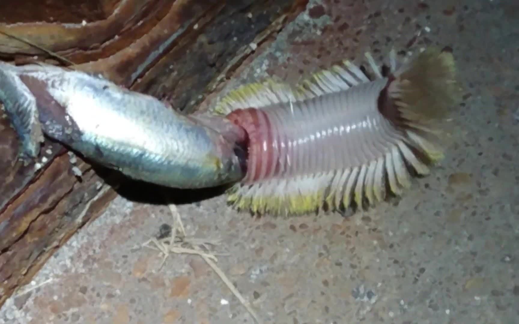 八秘石与丸吞格斗放屁