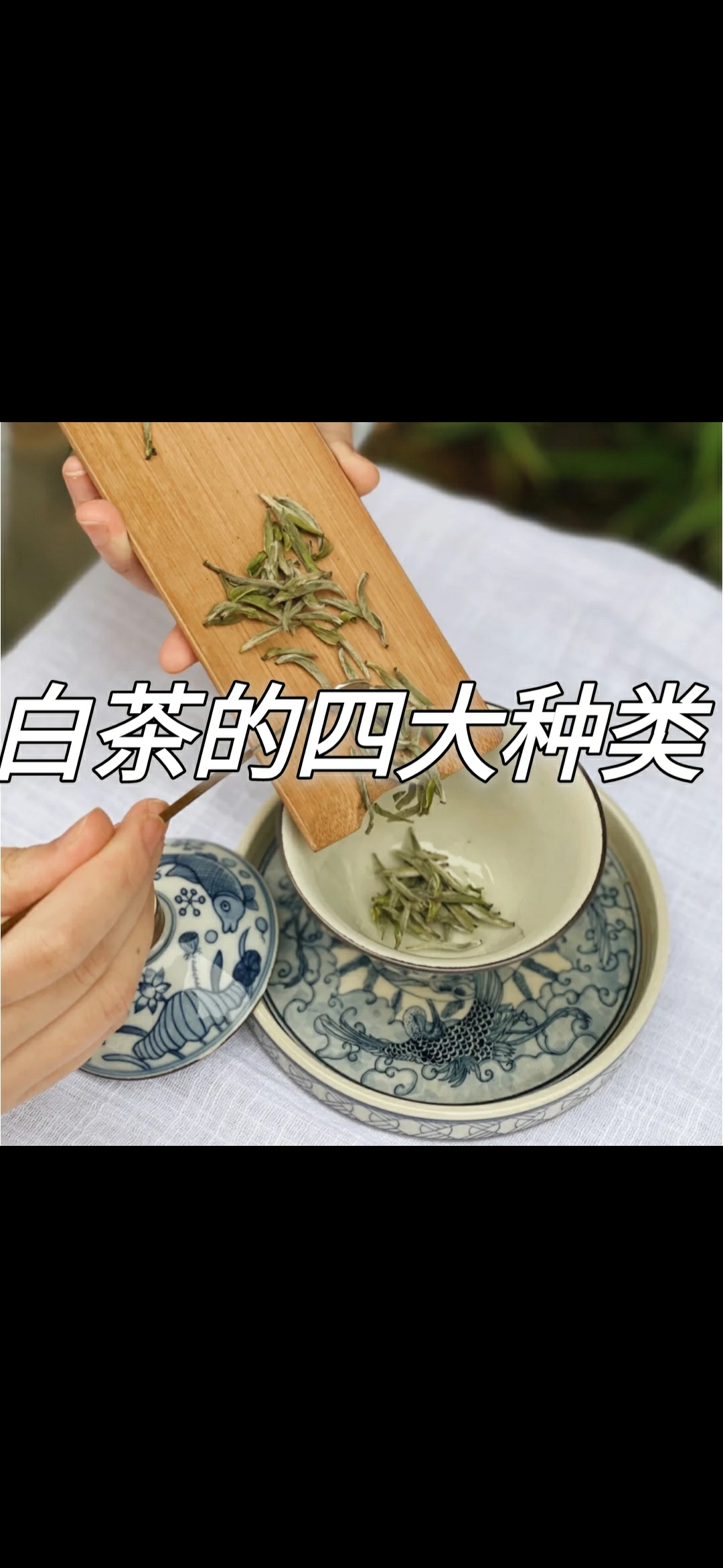 白茶的四大种类你都知道嘛
