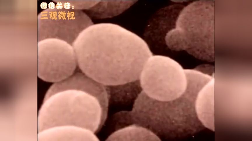 带你进入你自己的微生物世界