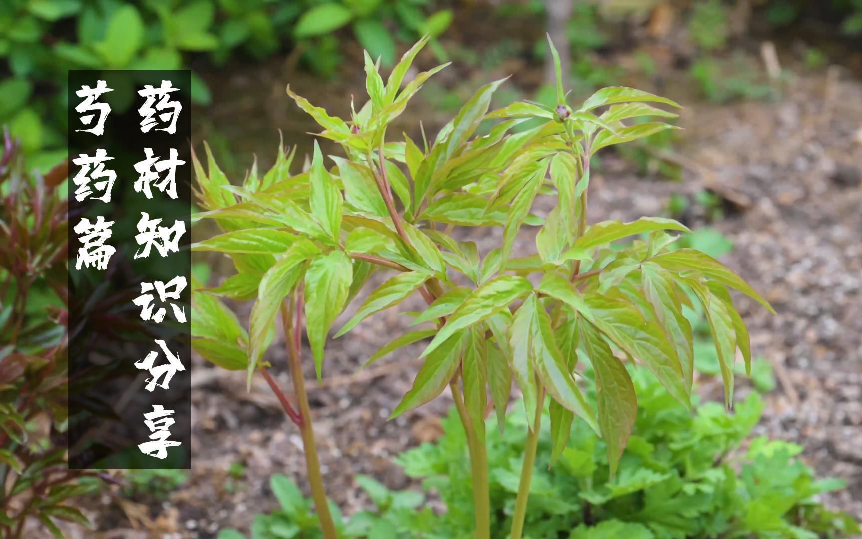 芍药中白芍和赤芍有什么区别呢?和牡丹又怎么分别呢?