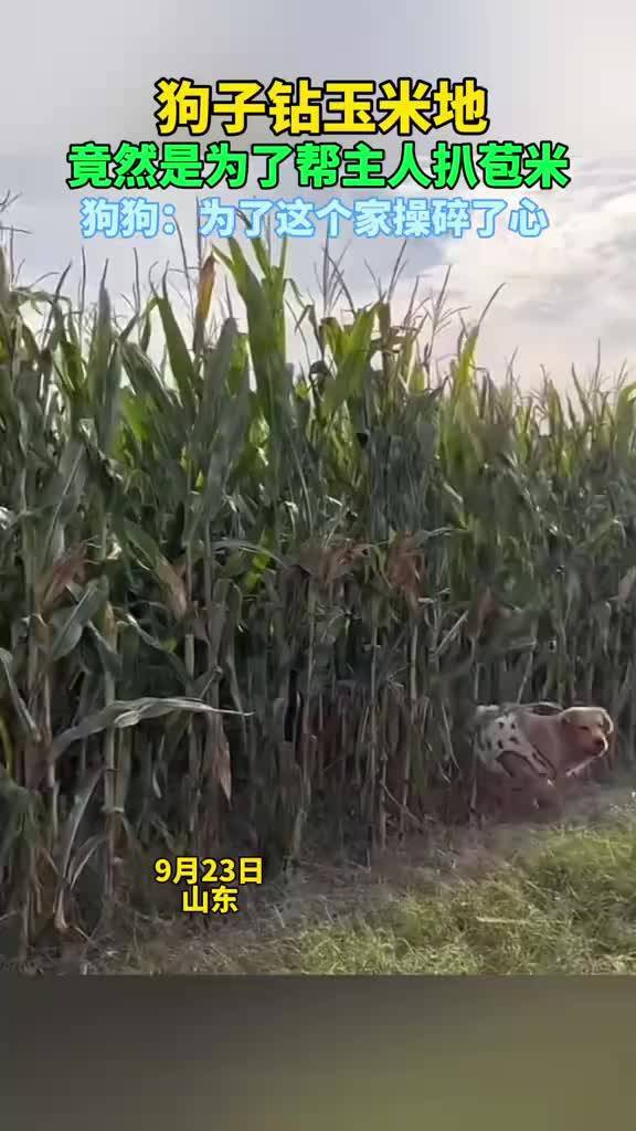 狗子钻玉米地,竟然是为了帮主人扒苞米