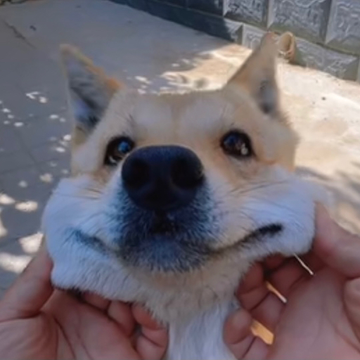 -洋芋土豆马铃薯 