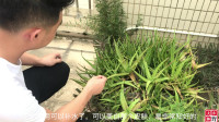 芦荟不仅可以美白皮肤、还可以食用、大家知道吗?