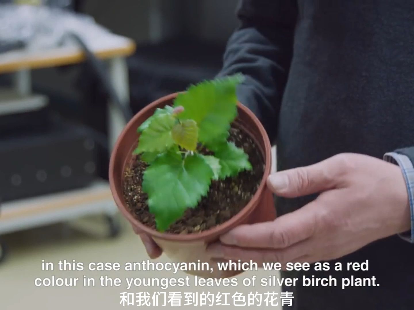 Specim IQ在植物表型研究中的应用