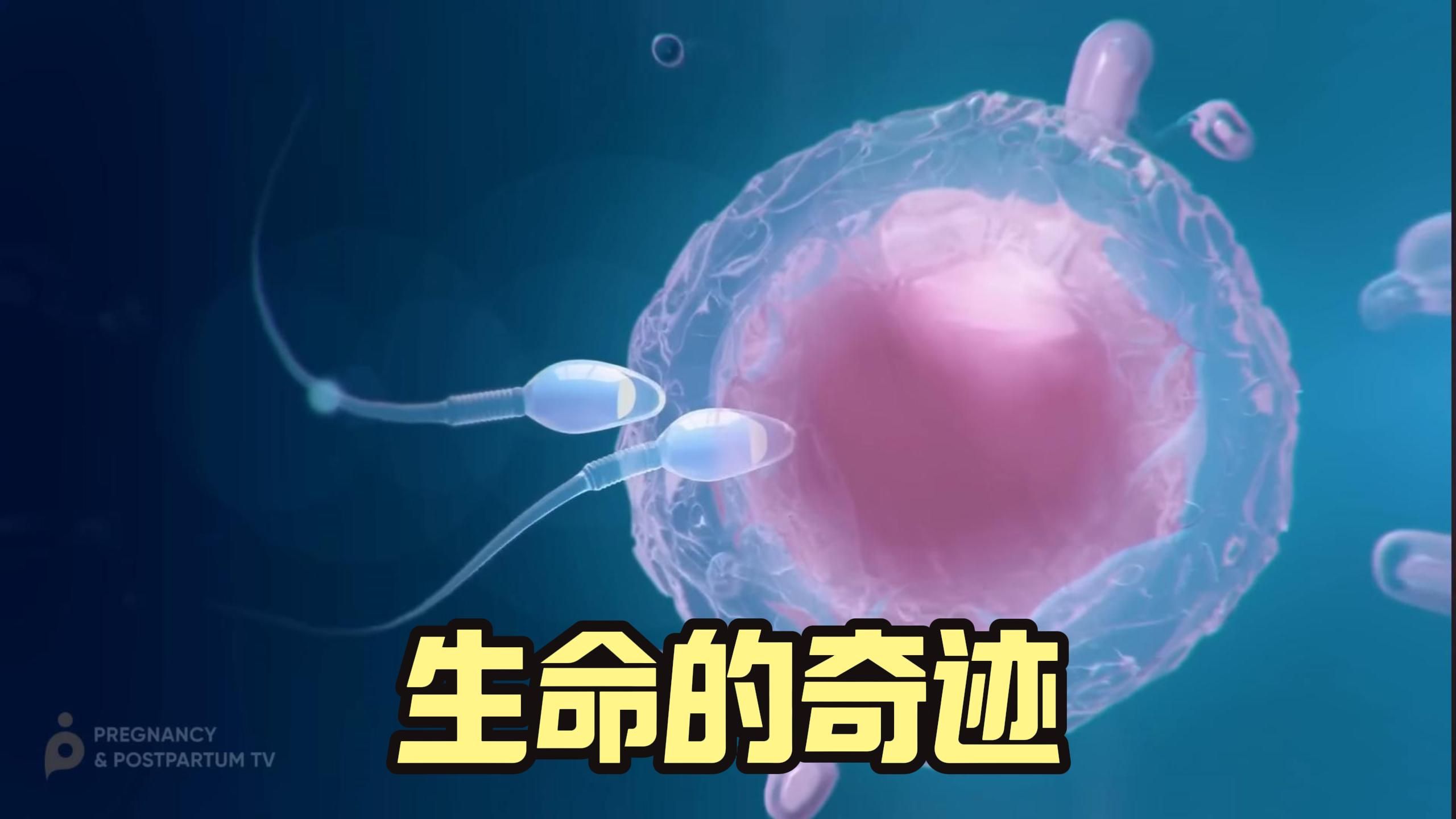 从受孕到胎儿丨生命诞生的3D动画