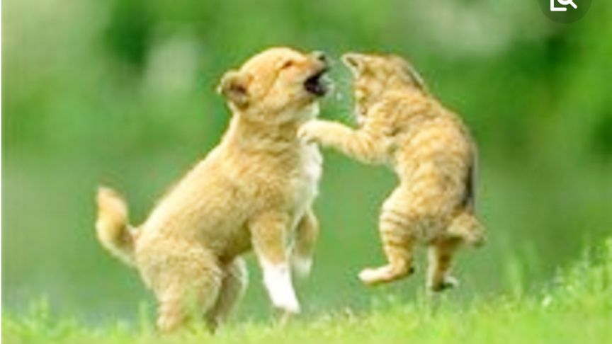 猫和狗打架,为什么输的总是狗?看完我笑到肚子疼!