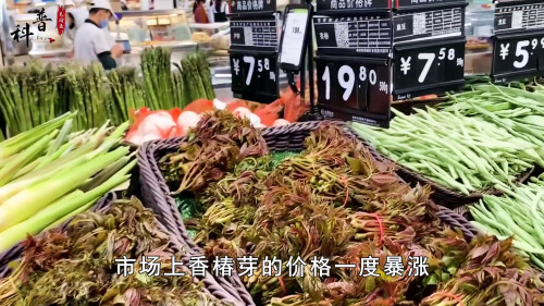 香椿一斤高达200元,三个月就能狂赚18万 ,为何很多人却不愿种?