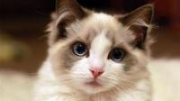 竟然有猫咪语言翻译器这种东西! 与猫咪沟通无障碍