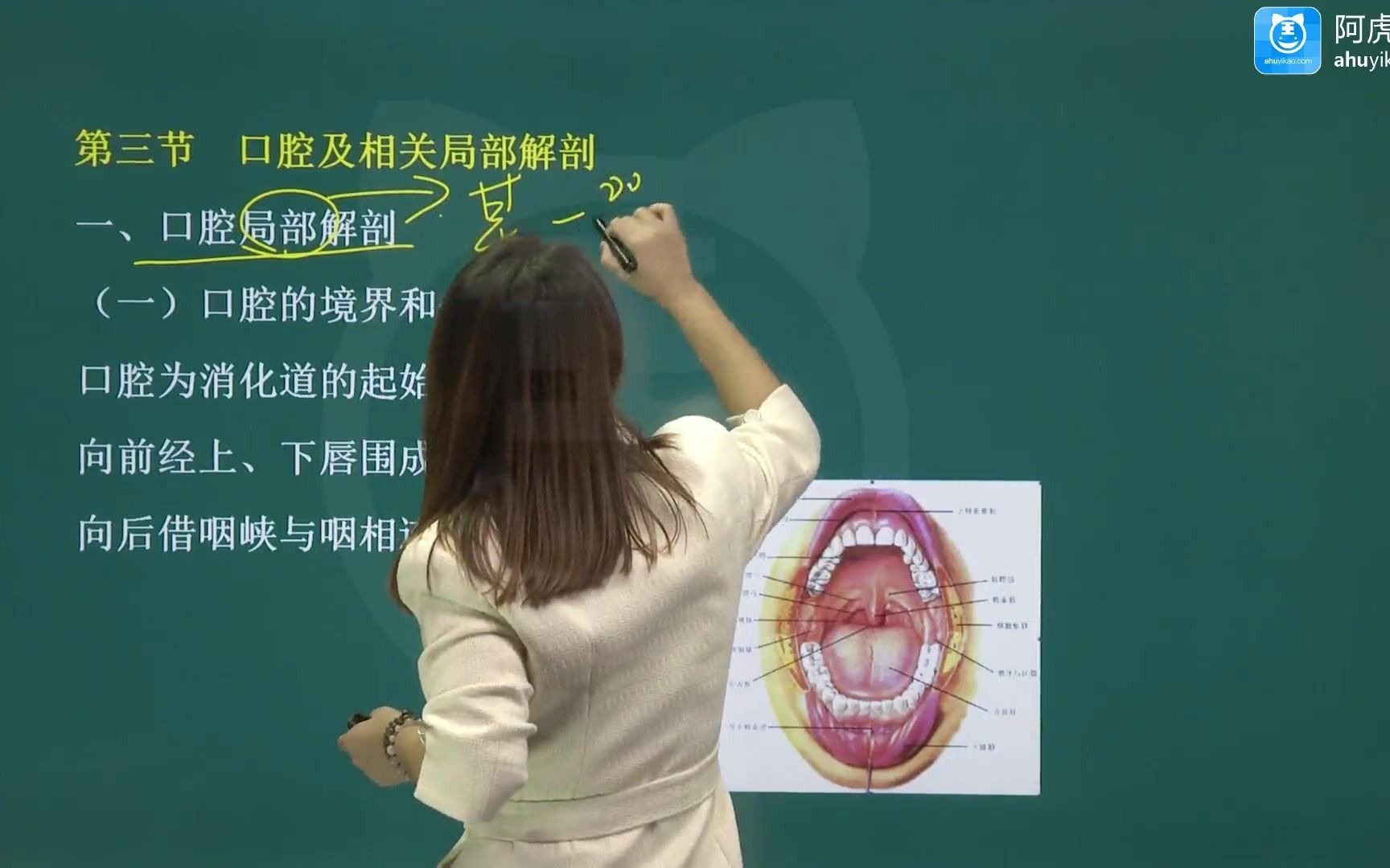 375 - 口腔医学技术 - 口腔及相关局部解剖(1)