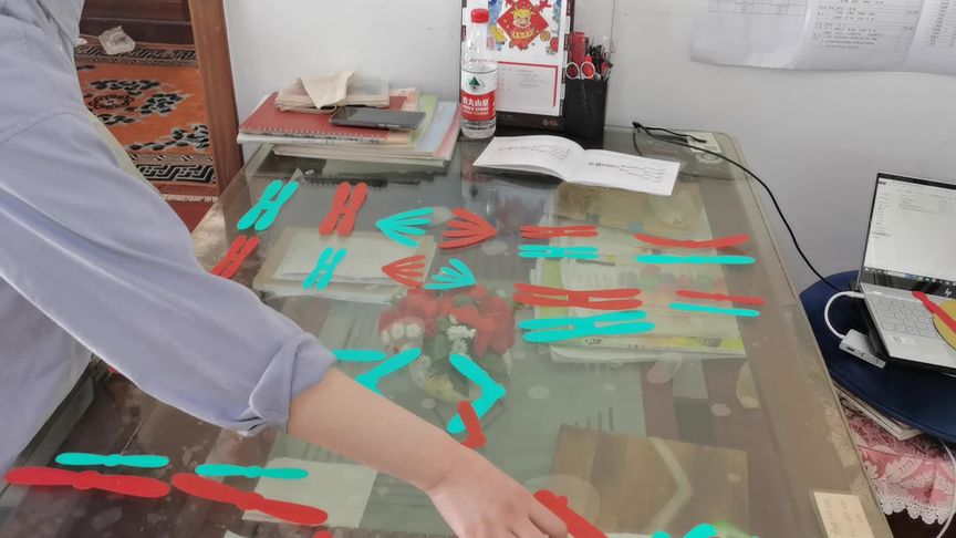 学生模拟细胞减数分裂过程中,染色体的行为和数目变化(01)