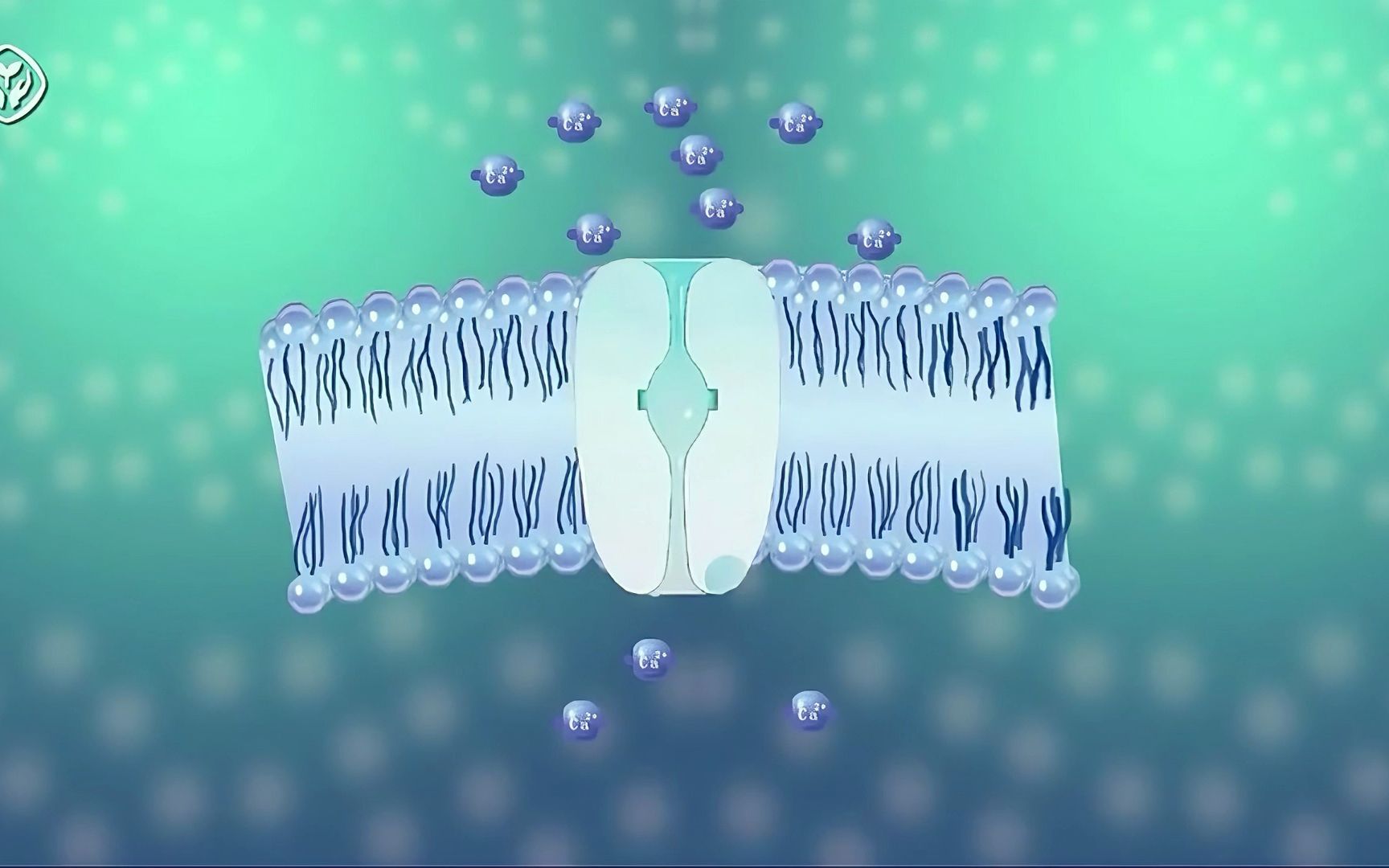 ATP为主动运输供能的过程