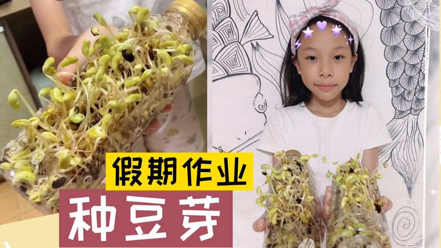 老师布置假期作业,小学生观察日记之种豆芽,5天记录成长全过程