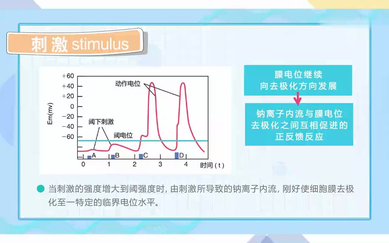 2.6 动作电位的触发与传导视频