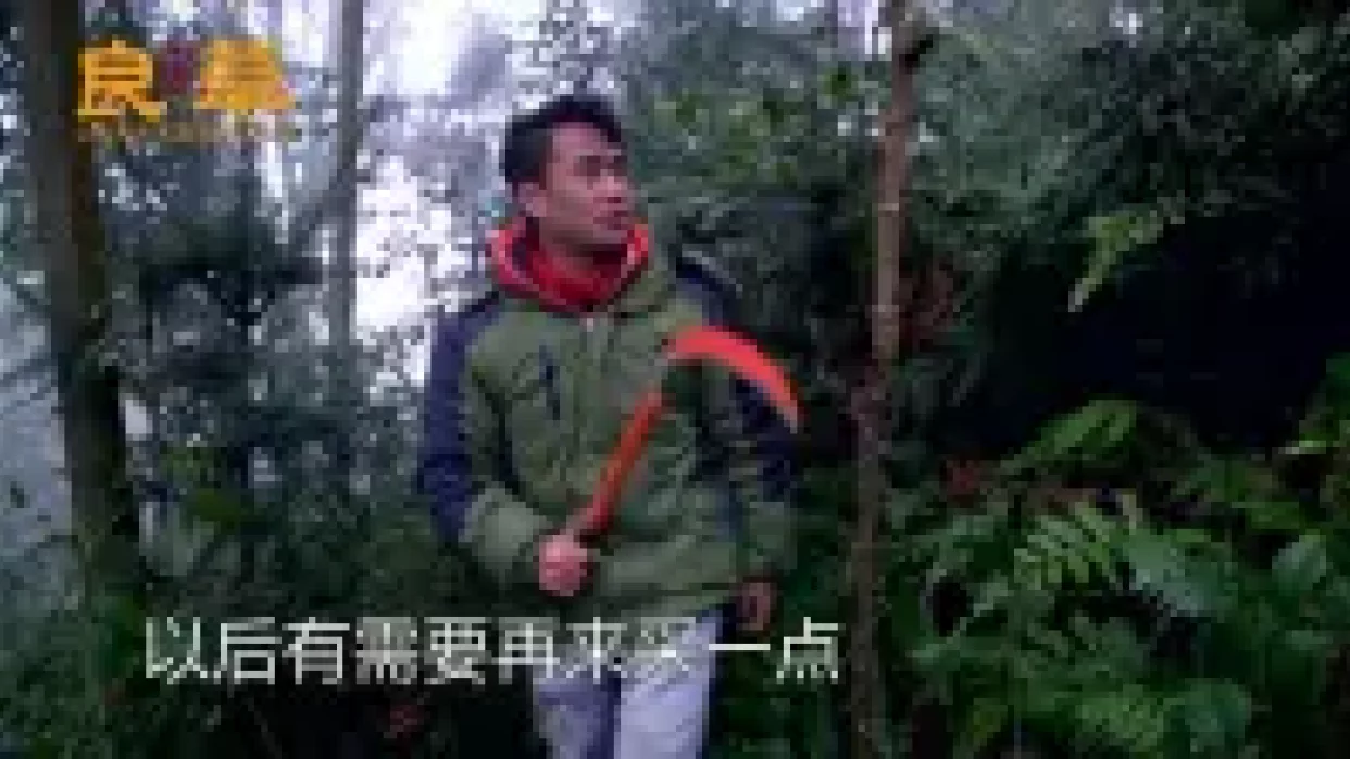 楤木, 【主治】风湿关节痛;腰腿酸痛, 是一个非常难得的好药材啊
