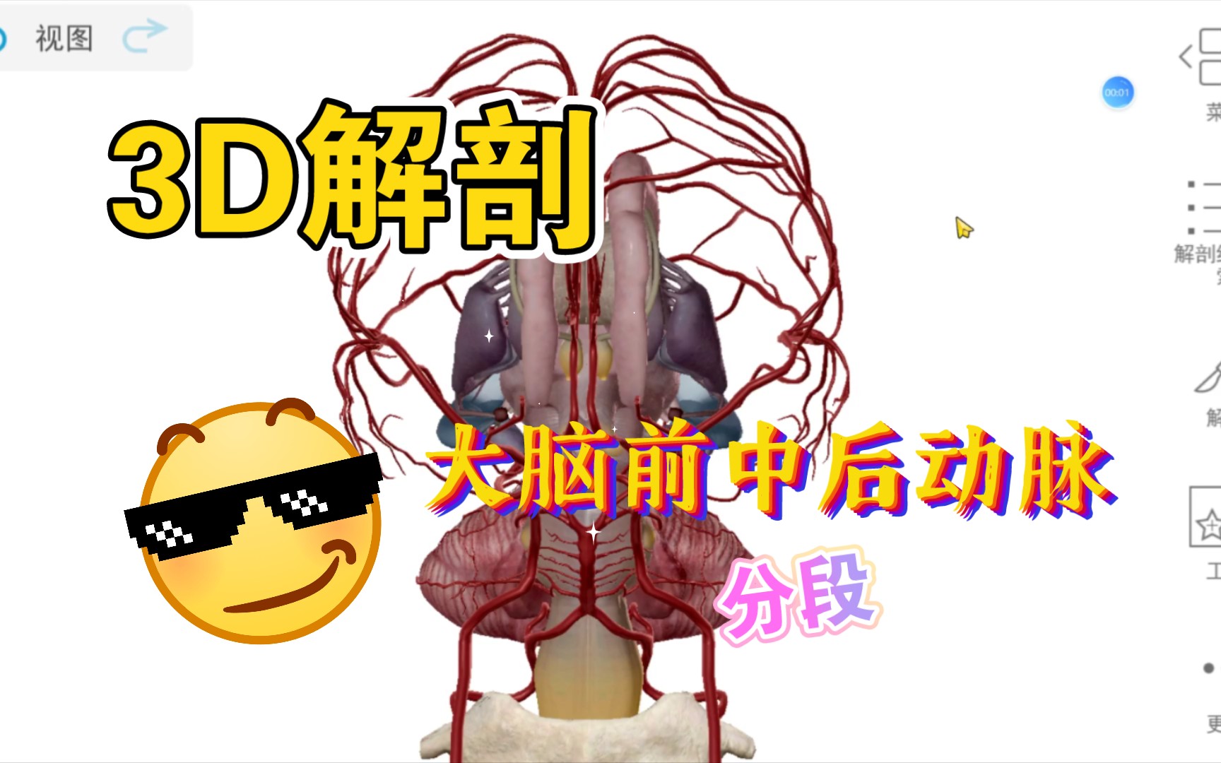 3D解剖大脑前、中、后动脉分段