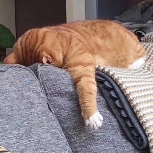 张小户 