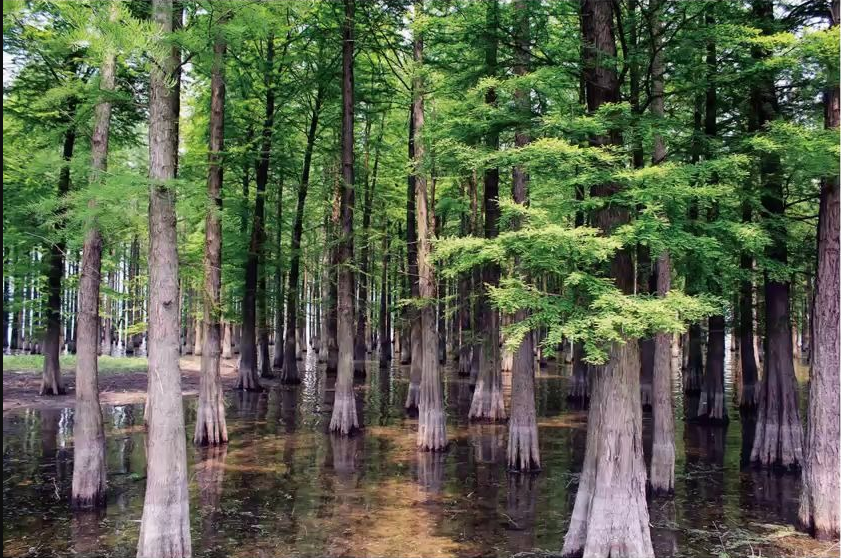 统编语文二年级上册 识字2《树之歌》课文朗读