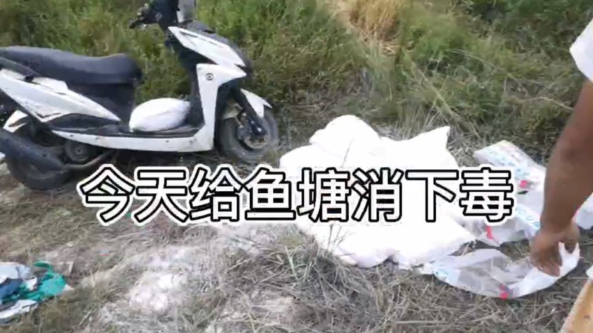 100块15包石灰给鱼塘消毒,创业不易希望大家能点下赞谢谢