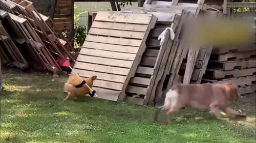 搞笑:外国网友PS的小动物视频,居然毫无违和感