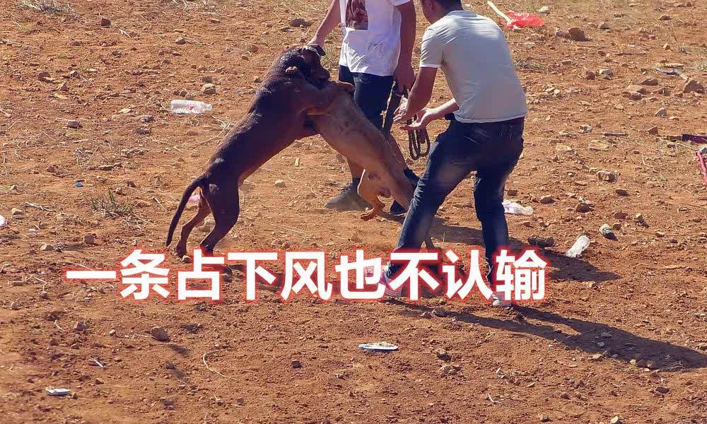 农村奇特民俗:斗狗,比特犬组上场