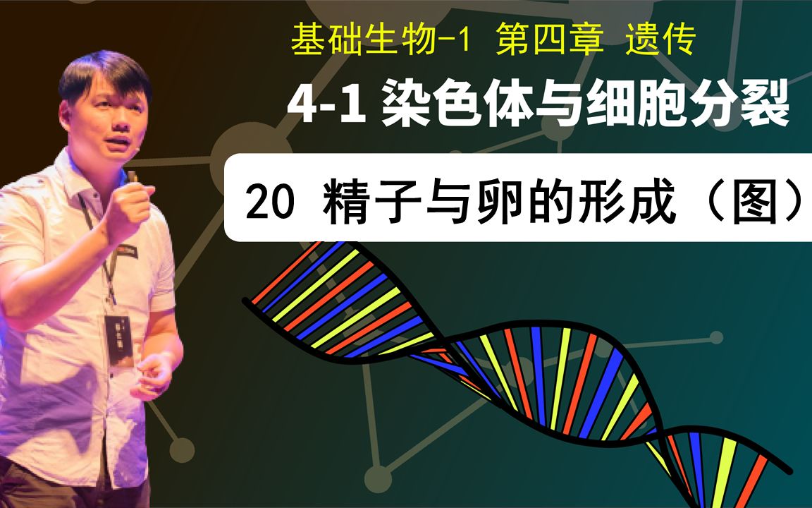 基础生物学4-1.20 精子与卵的形成(图示)