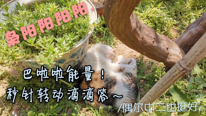 枭阳阳阳阳. 第25期/巴啦啦能量!秒针转动滴滴答!|久违的中二