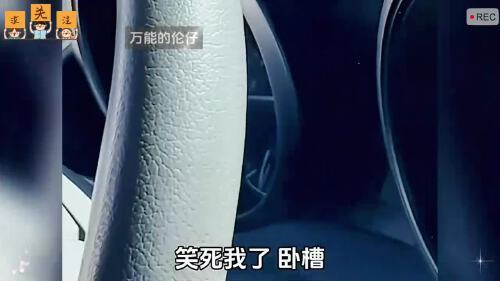 盘点那些差点流浪的动物,主人用点心吧