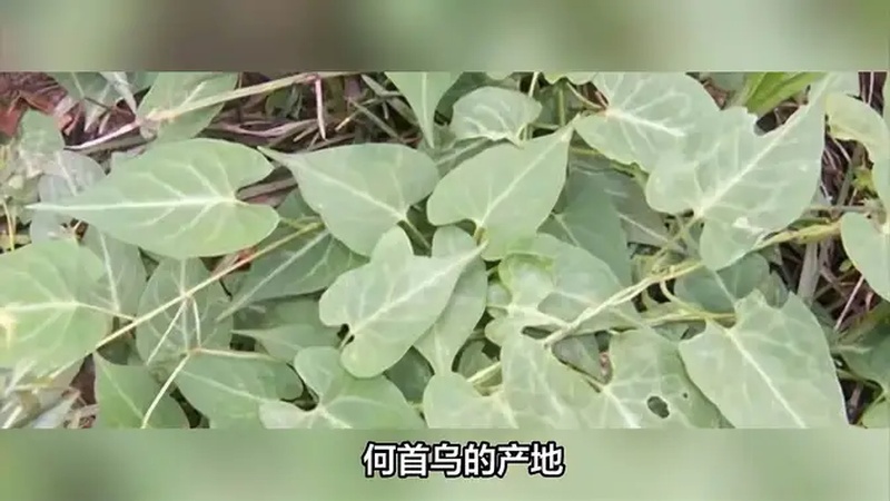何首乌的产地分布和产地环境,"中国何首乌之乡"介绍