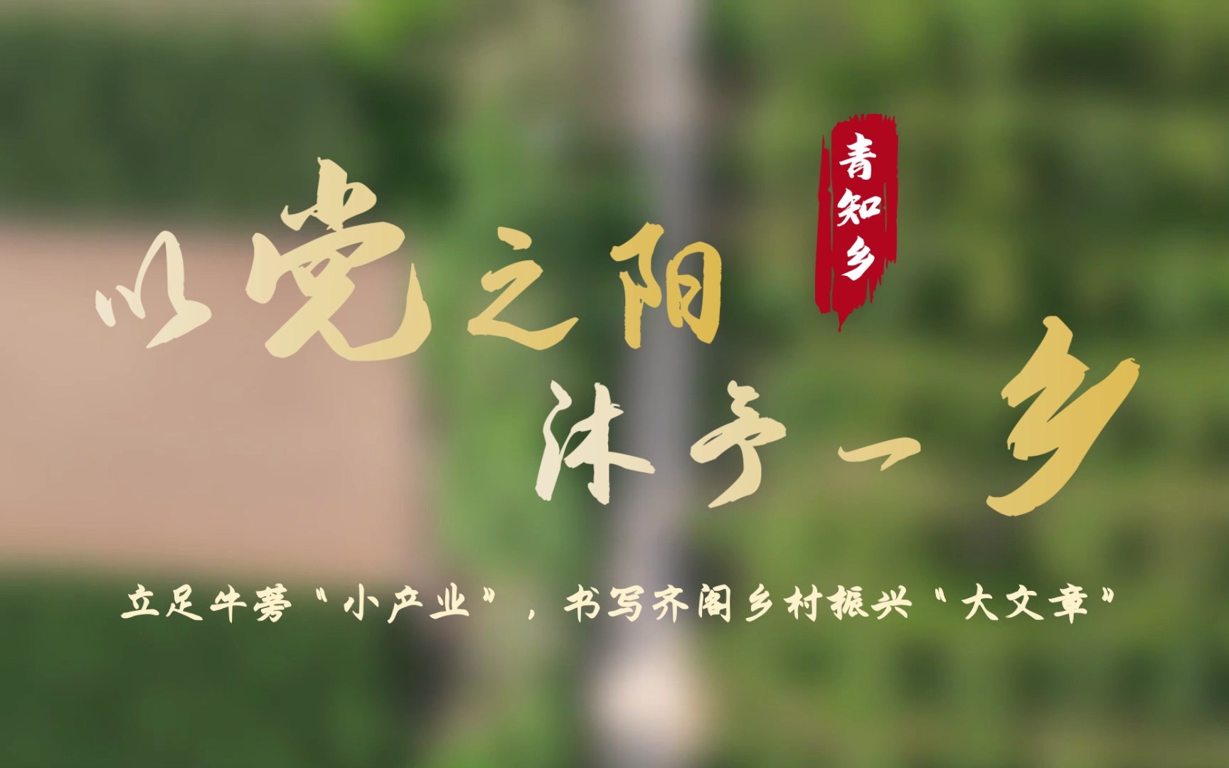 ...阳,沐予一乡——立足牛蒡“小产业”,书写齐阁乡村振兴“大文章”》