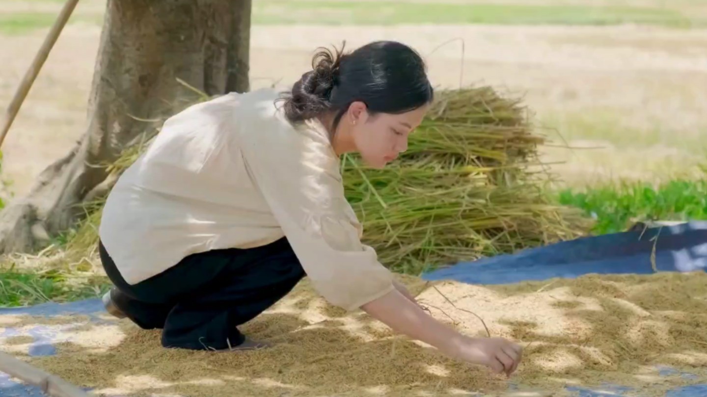 ✨萌妹的田园生活:水稻熟了,带大家看看水稻收割全过程