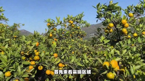 黄湾采橘子的位置