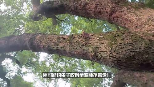 香樟树和樟树别再傻傻分不清!选对这种庭院立刻高级感翻倍