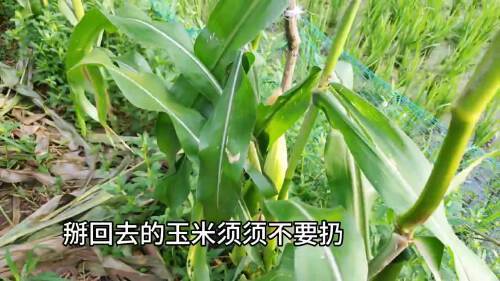 吃玉米季别扔须,晒干煮水对中老年人益处多