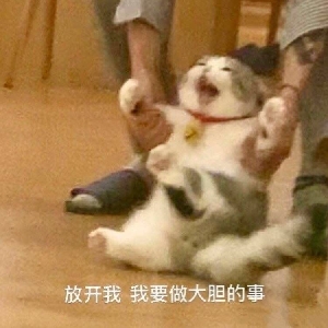 吃猫鼠VTV 