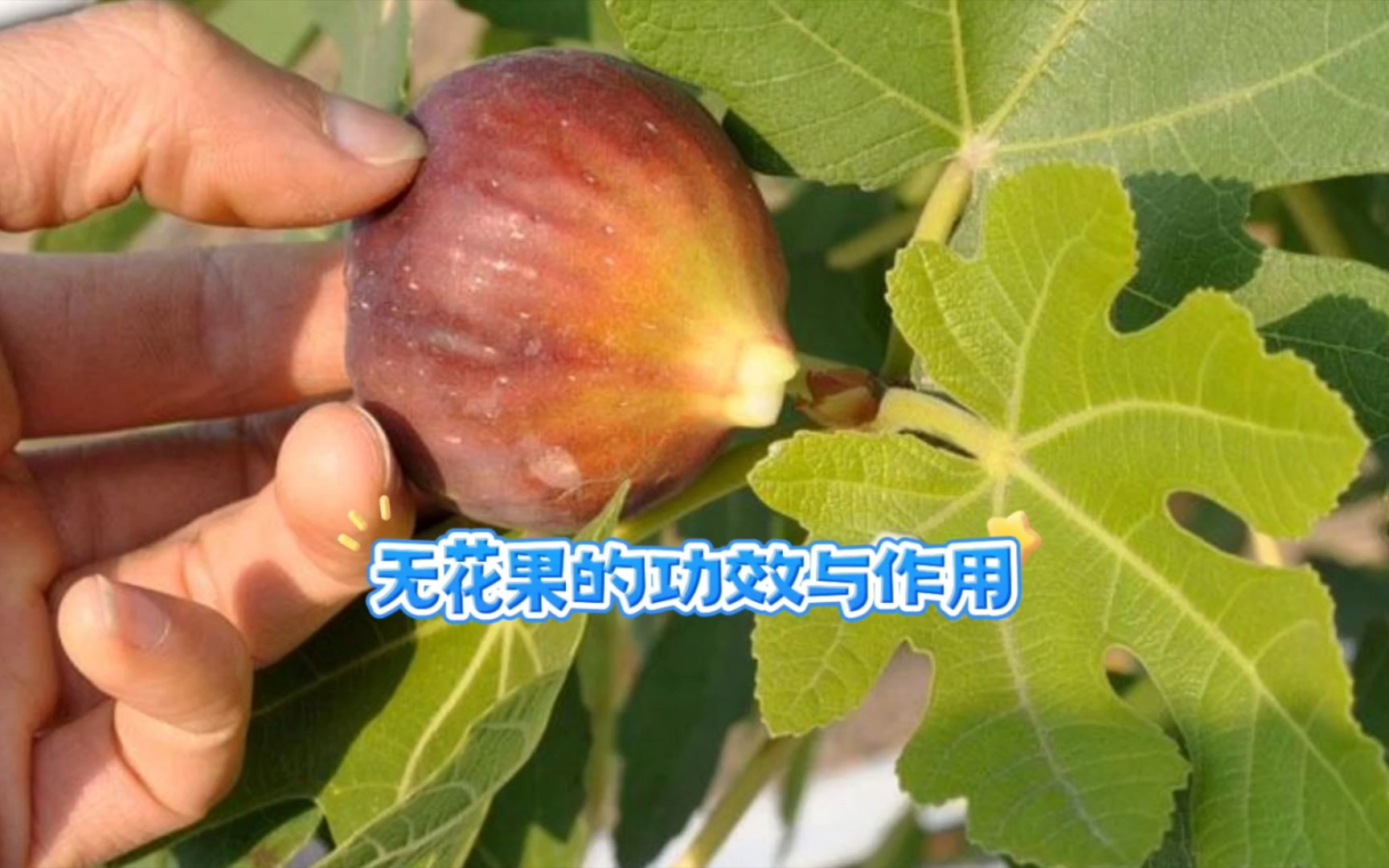 无花果的功效与作用