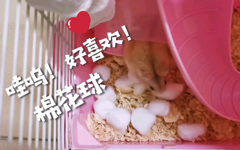 仓鼠过冬的棉花球到啦,豚豚表示很喜欢,赶紧垒窝!