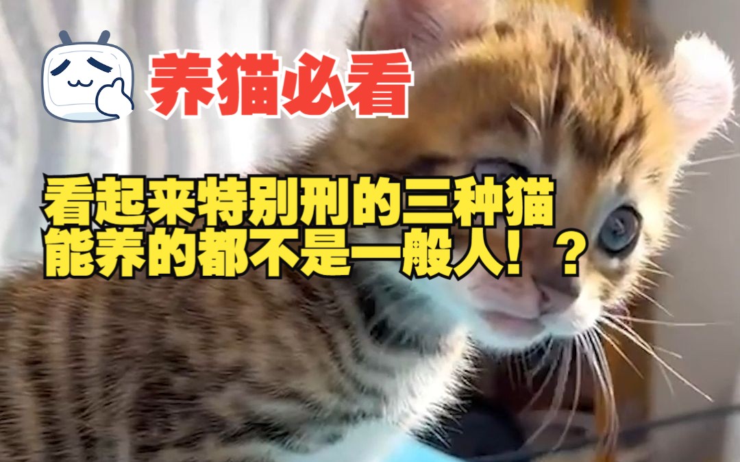 除了体型大小,这仨猫和您想撸的那老几位,长得是一模一样。