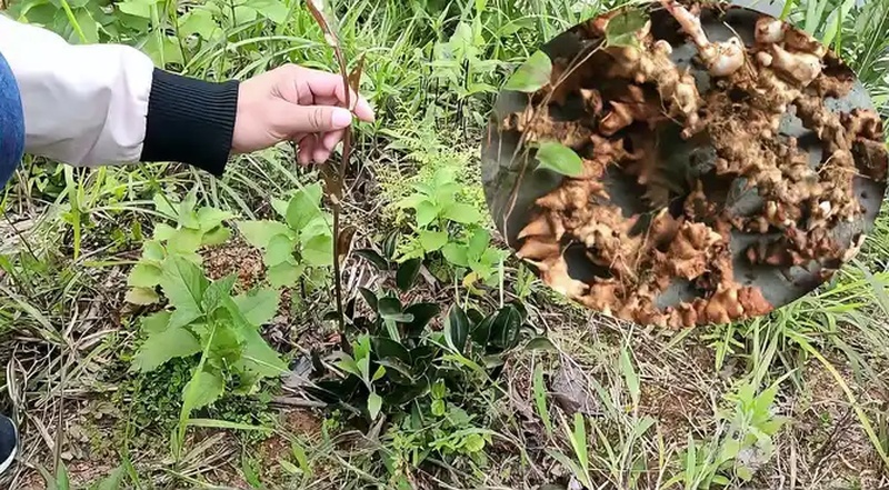 农村罕见的金刚滕,可谓全身上下都是宝,你若遇见请好好珍惜