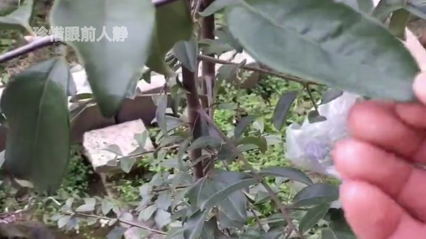 盆景当中常说的灌木与乔木要怎么辨别？师傅从2个地方轻松来区分