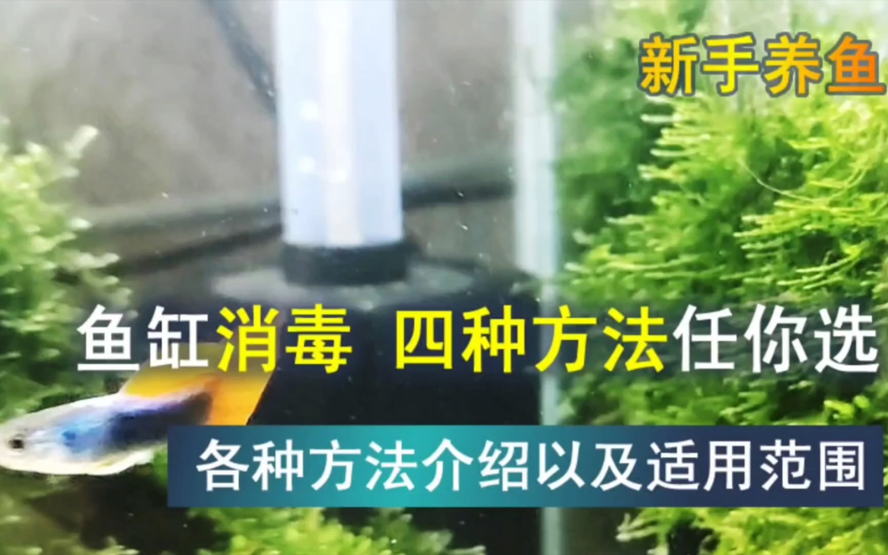 四种 鱼缸消毒的方法,每一种都有自己的特点,总有一款适合你
