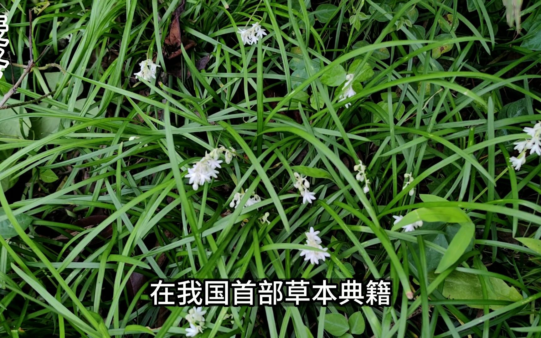 ...可见的杂草,其实是大名鼎鼎的药材麦冬,用它的块根煮水喝有神奇作用