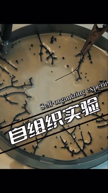 神奇的自组织实验