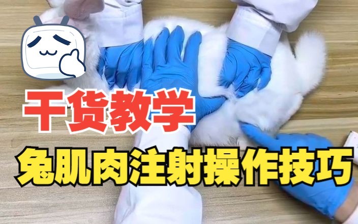 【生物医学实验室日常】实验兔肌肉注射操作技巧~