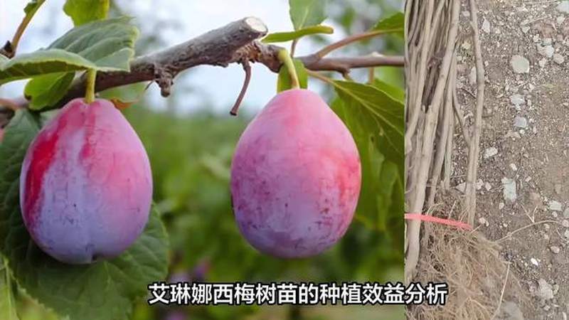 艾琳娜西梅树苗的种植效益分析:经济效益、生态效益与社会效益