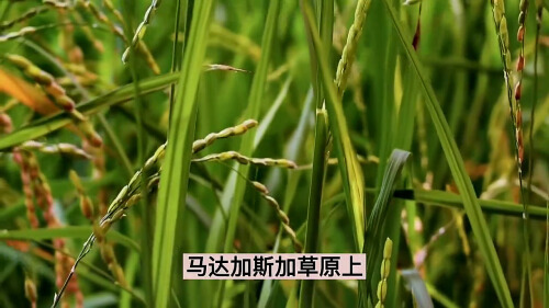 马达加斯加草原最小的啮齿动物,巢鼠险逃仓鸮之爪,又遇天敌!